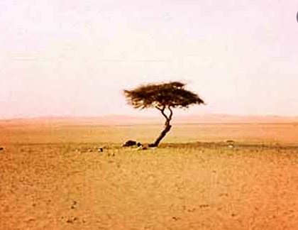 tenere tree2 | Prisionero en Argentina